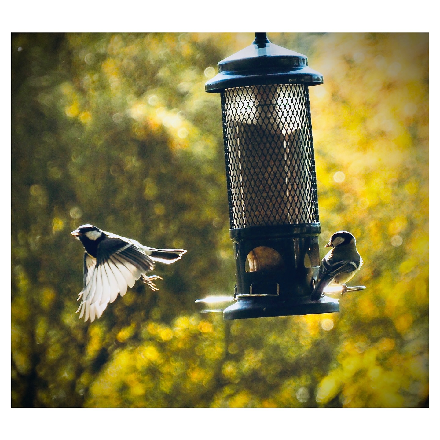50 Bird Feeder Ideas You Can DIY: Feed the Birds, Fuel Your Creativity 2025