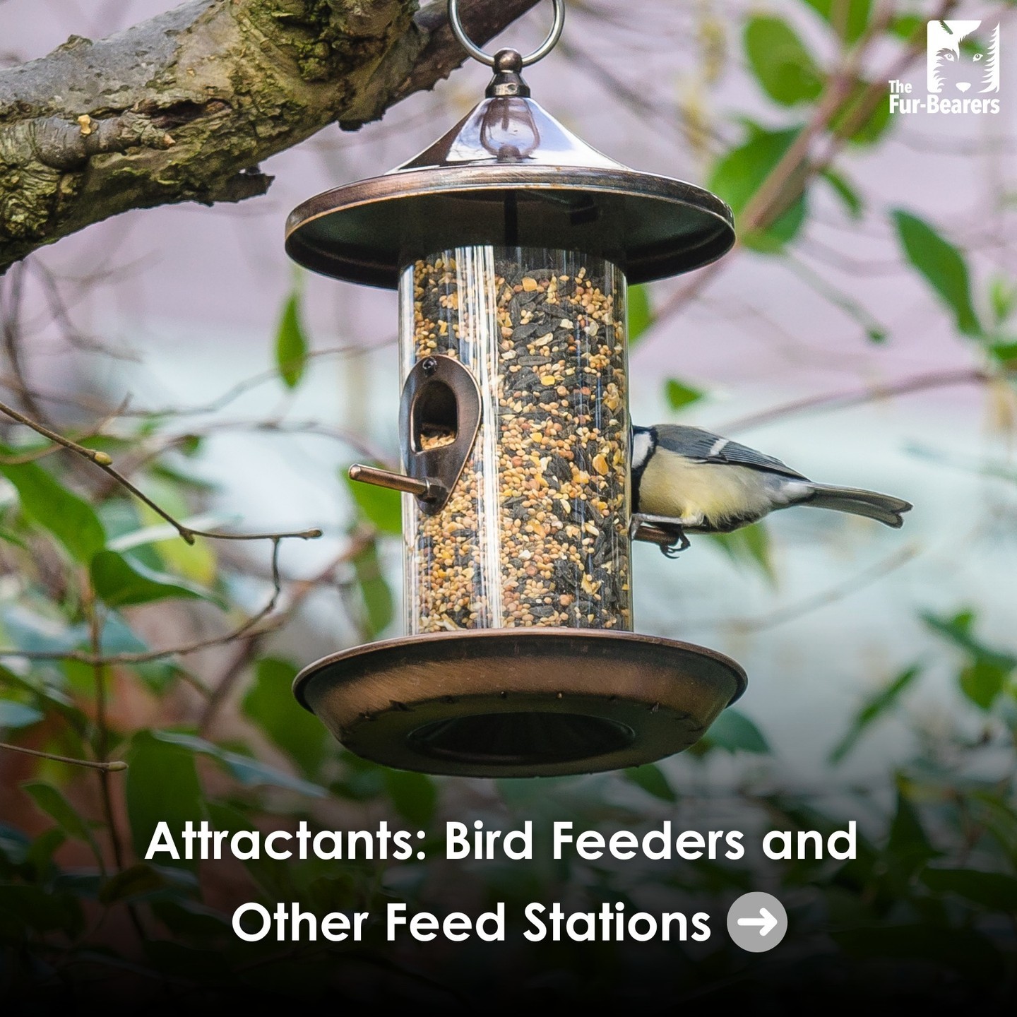 50 Bird Feeder Ideas You Can DIY: Feed the Birds, Fuel Your Creativity 2025