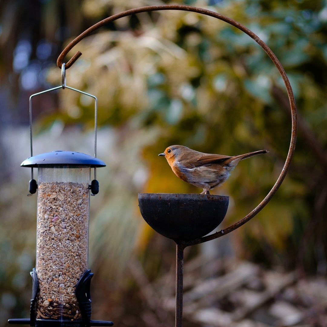 50 Bird Feeder Ideas You Can DIY: Feed the Birds, Fuel Your Creativity 2025