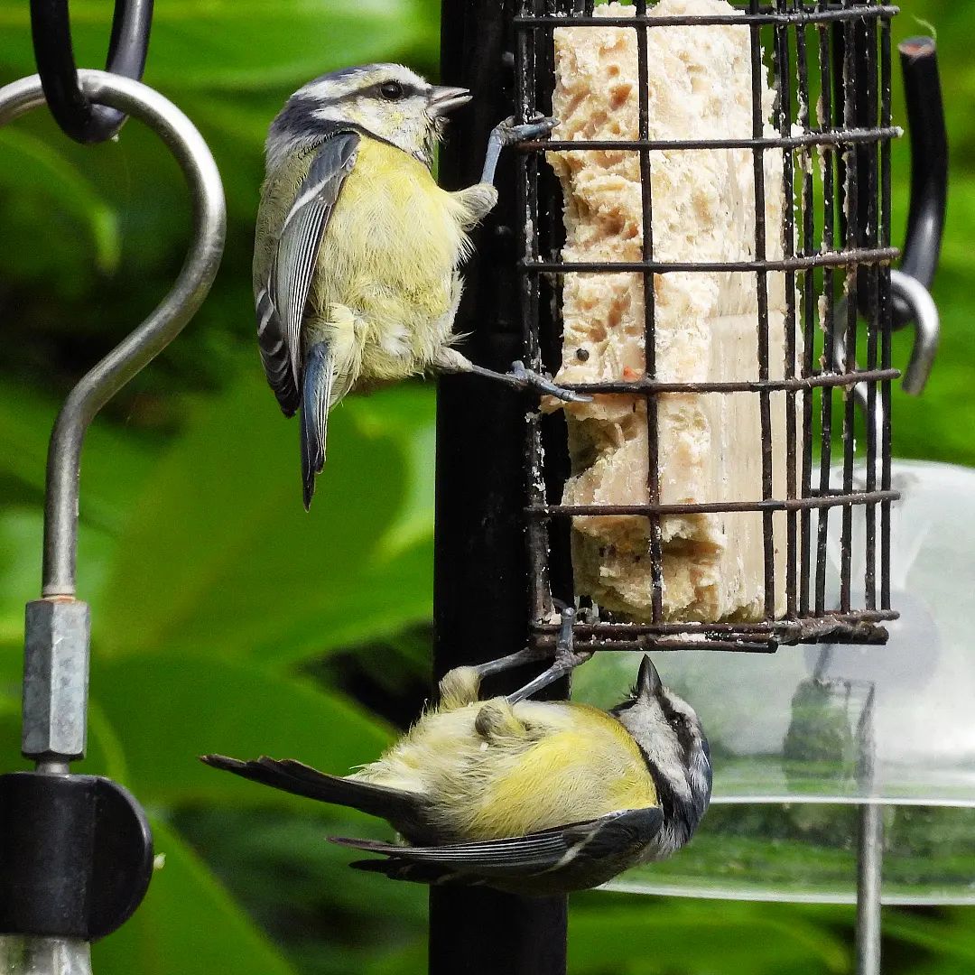 50 Bird Feeder Ideas You Can DIY: Feed the Birds, Fuel Your Creativity 2025