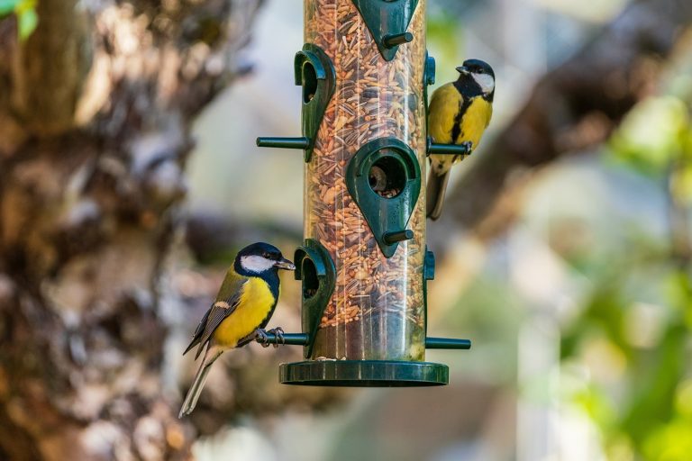 50 Bird Feeder Ideas You Can DIY: Feed the Birds, Fuel Your Creativity 2025