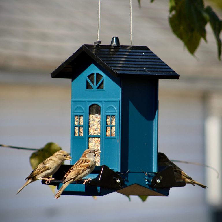 50 Bird Feeder Ideas You Can DIY: Feed the Birds, Fuel Your Creativity 2025