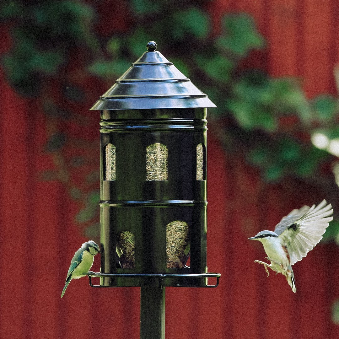 50 Bird Feeder Ideas You Can DIY: Feed the Birds, Fuel Your Creativity 2025